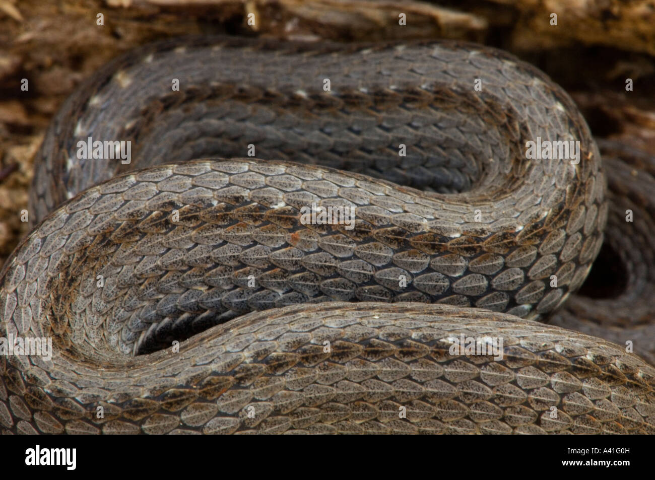 Storeria occipitomaculata occipitomaculata Banque de photographies et d ...