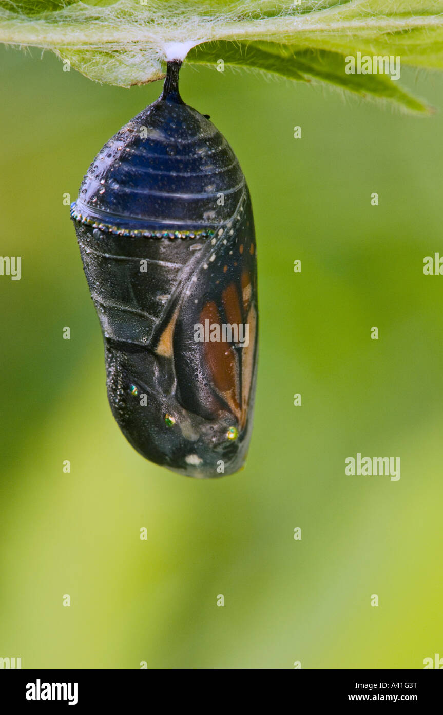 Chrysalide monarque Banque de photographies et d’images à haute ...