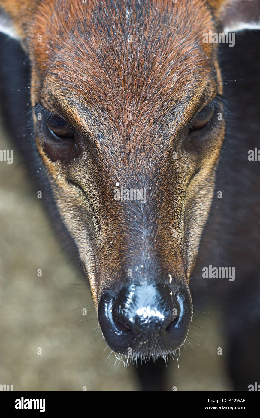 Black duiker Banque de photographies et d’images à haute résolution - Alamy