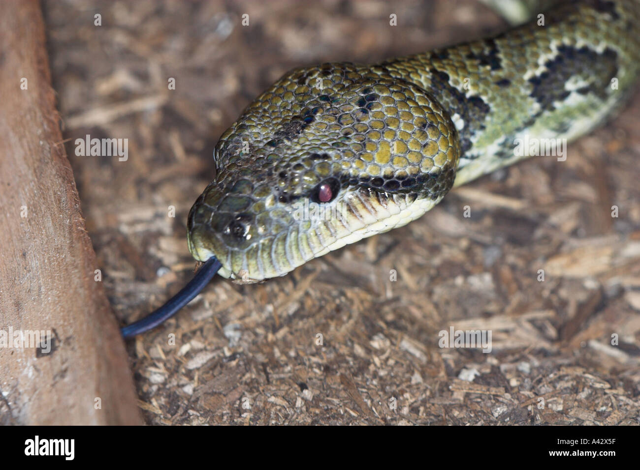 Madagascar boa constrictor Banque de photographies et d’images à haute ...