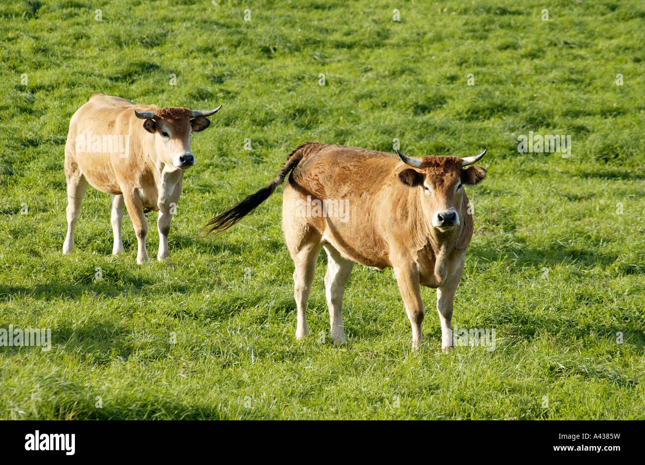 Vaches de la race parthenaises Banque de photographies et d’images à ...