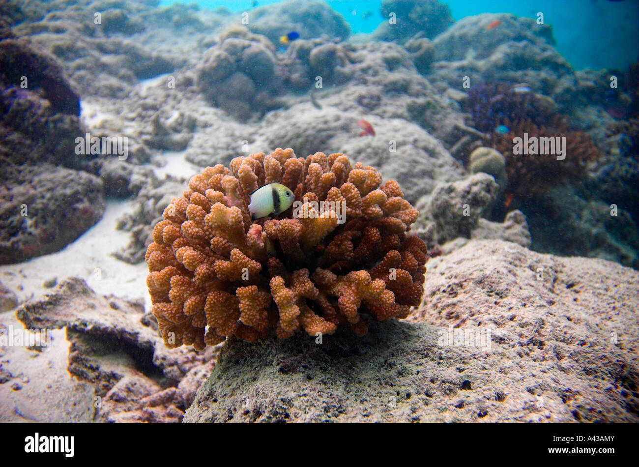 Un petit poisson se cache dans une tête de corail sur le récif d'une ...
