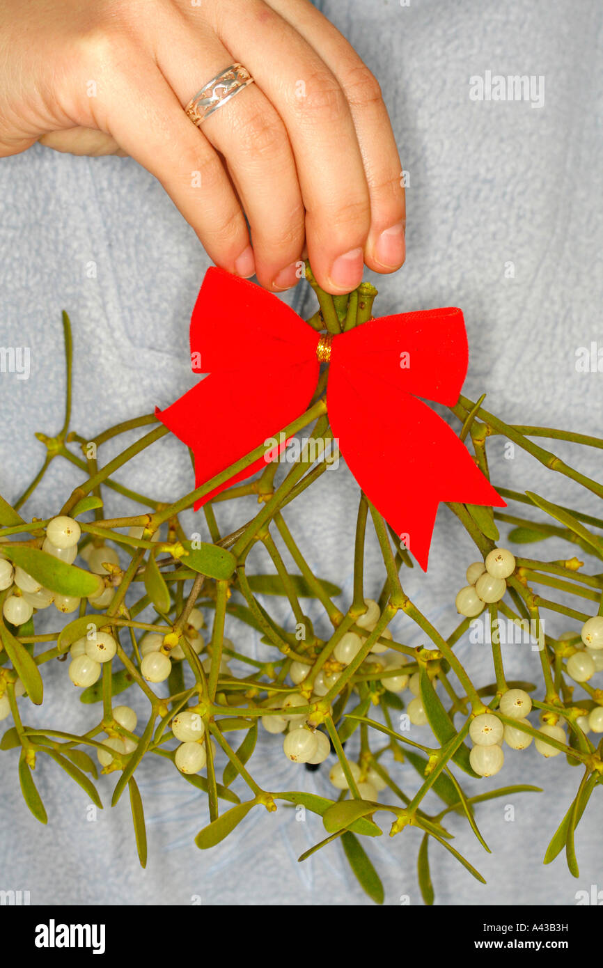 Gui aux fruits rouges Banque de photographies et d’images à haute ...