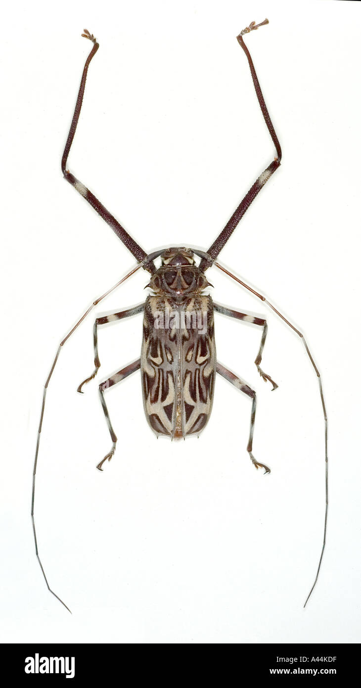 Acrocinus longimanus harlequin beetle Banque de photographies et d ...