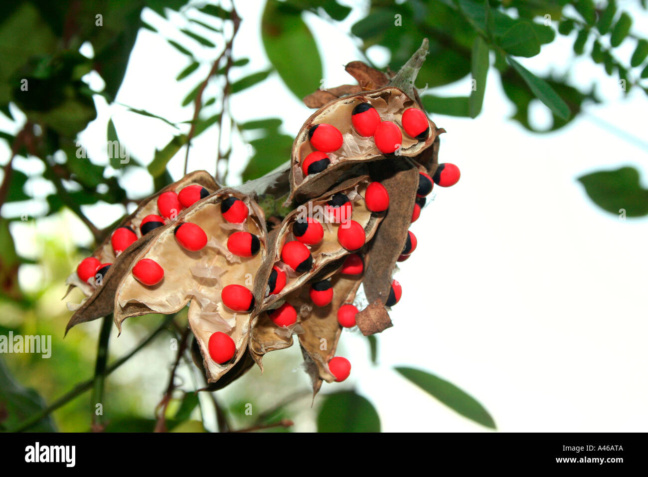 Abrus precatorius Banque de photographies et d’images à haute ...