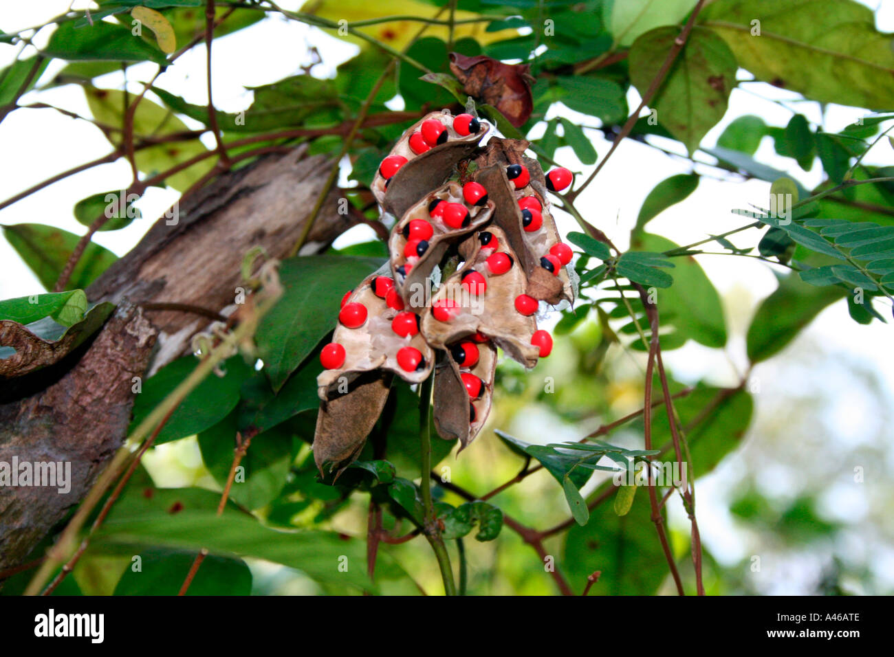 Abrus precatorius Banque de photographies et d’images à haute ...