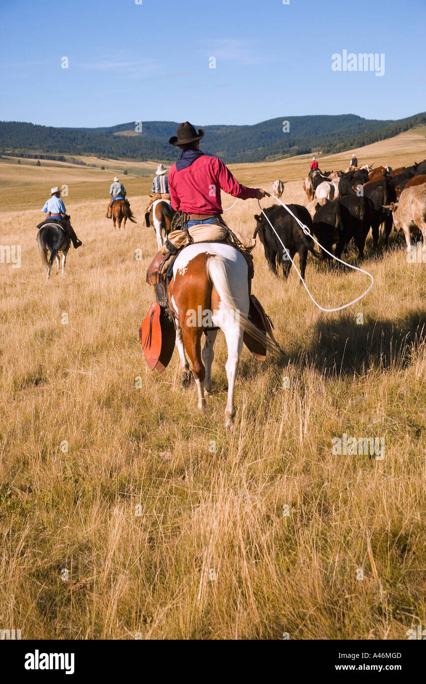 Lasso ranch rancher cowboy Banque de photographies et d’images à haute ...