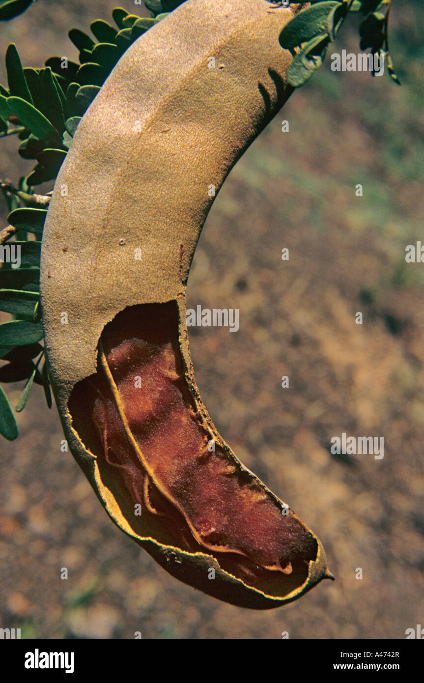 Tamarind fruit tree tamarindus indica Banque de photographies et d ...