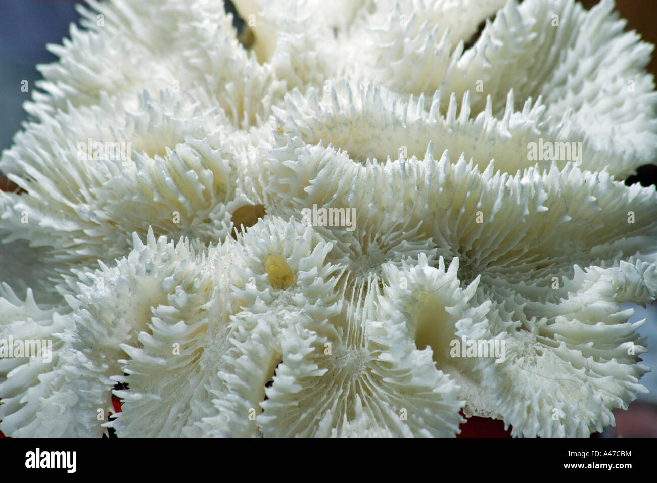 Squelette de corail Banque de photographies et d’images à haute ...