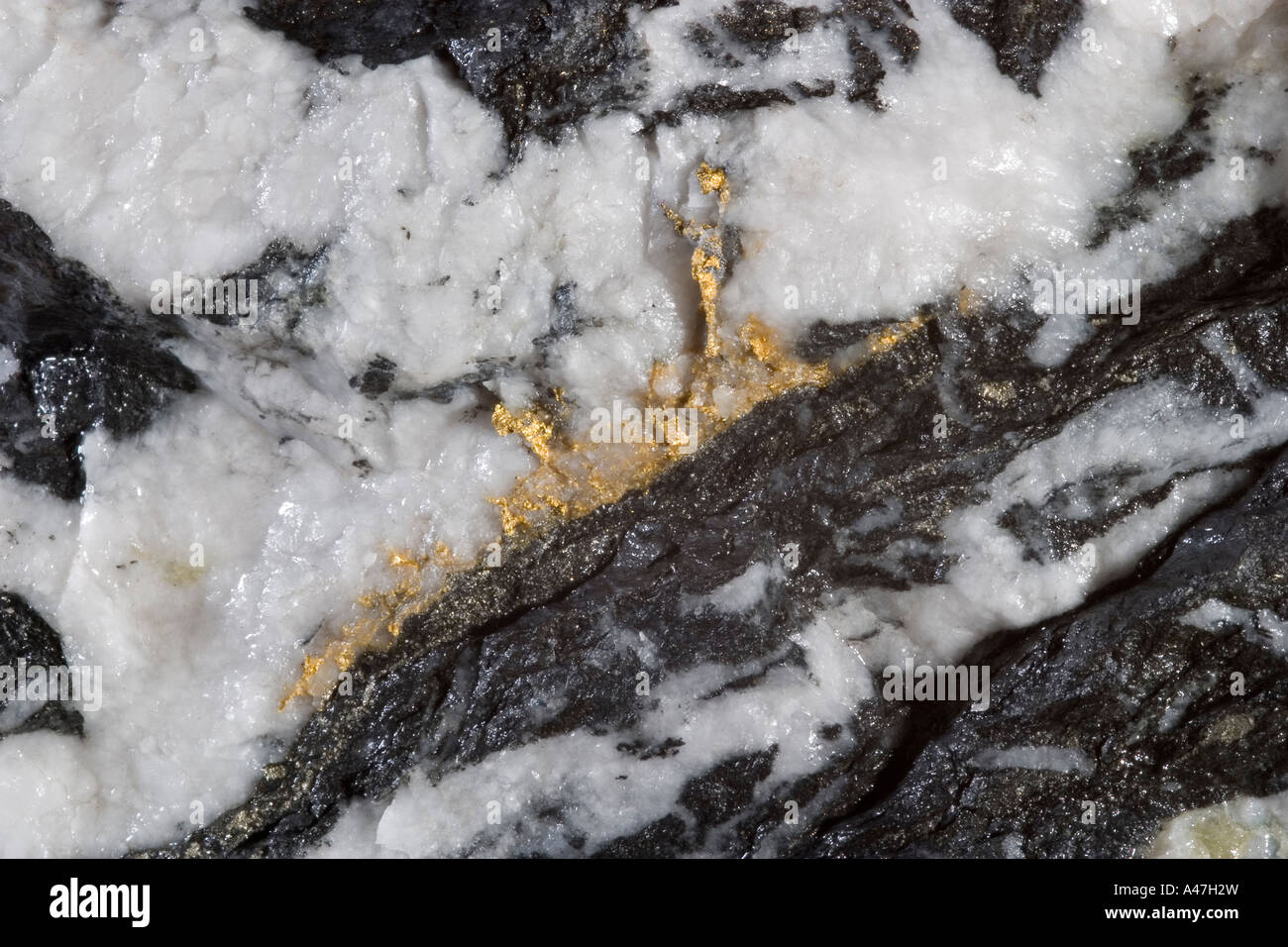 L'échantillon à haute teneur de minerai d'or à partir de la mine ...