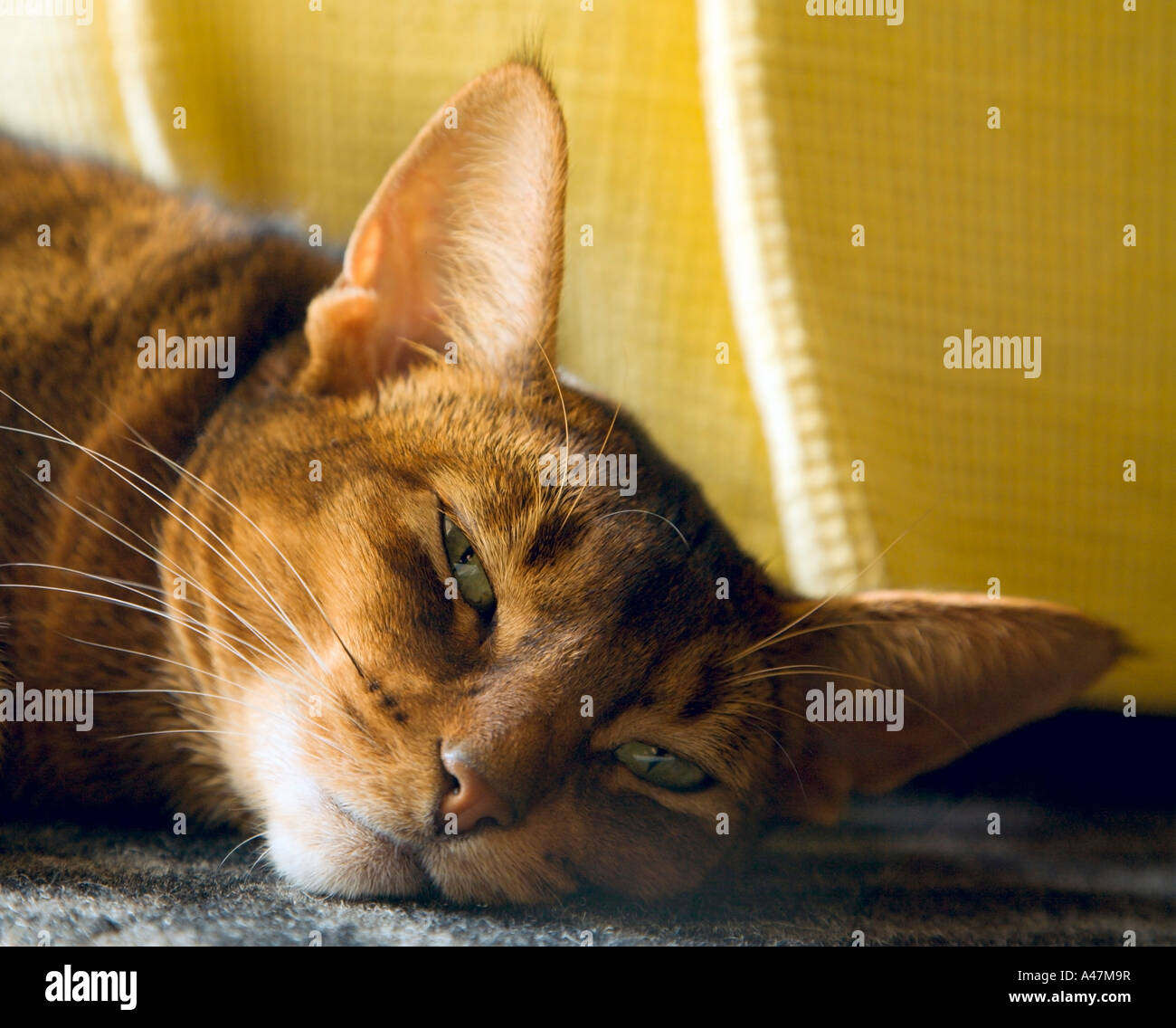 Chats abyssiniens Banque de photographies et d’images à haute ...