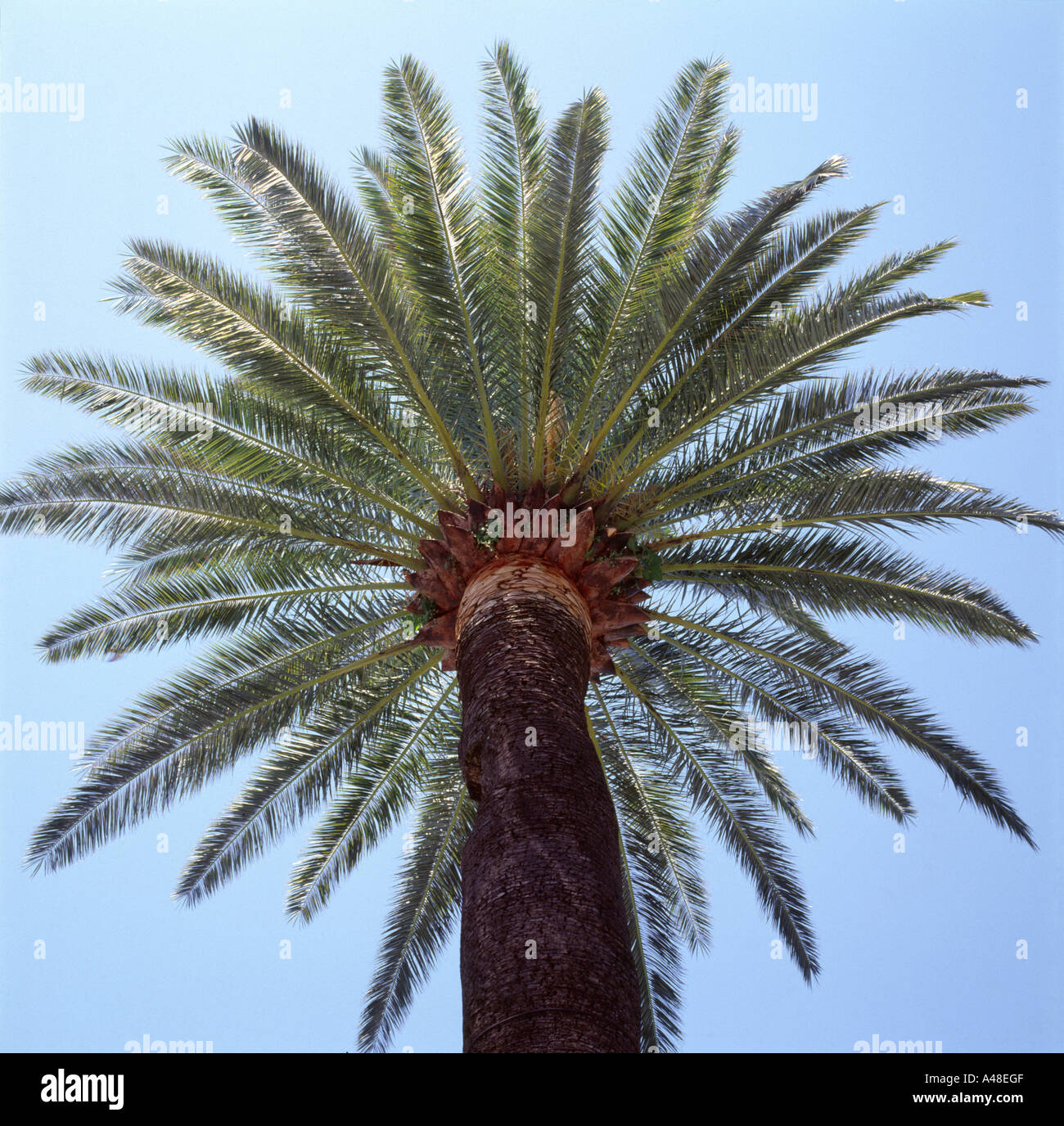 Palm alassio liguria italy Banque de photographies et d’images à haute ...