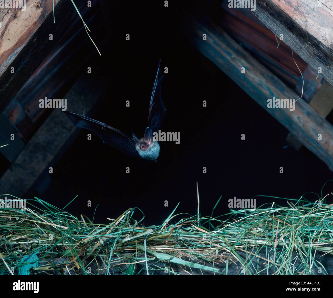 Bechsteins bat myotis bechsteinii Banque de photographies et d’images à ...
