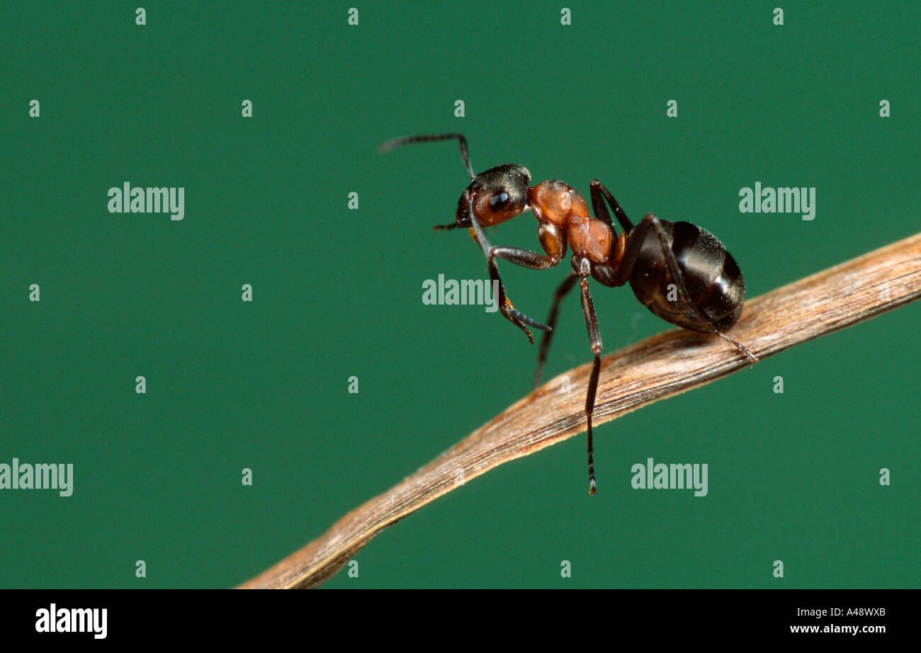 Fourmi en bois rouge Banque de photographies et d’images à haute ...