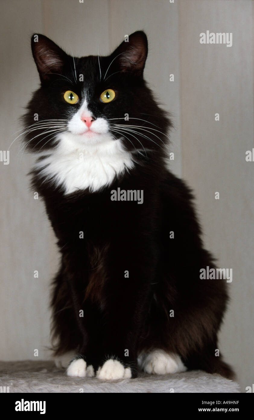 Chat du noir blanc Banque de photographies et d’images à haute ...