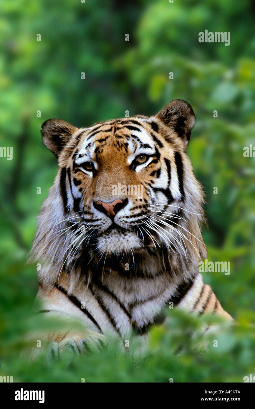 Siberian Tiger Photos & Siberian Tiger Images - Alamy
