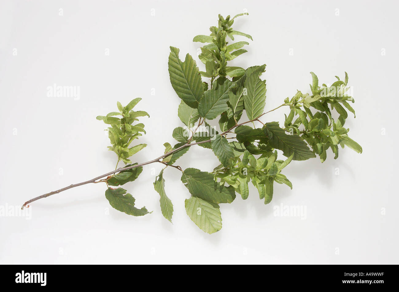 Hornbeam carpinus betulus fruit Banque de photographies et d’images à ...