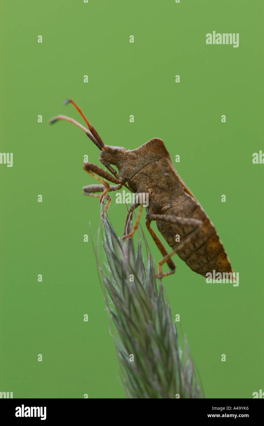 Squash bug Banque de photographies et d’images à haute résolution - Alamy