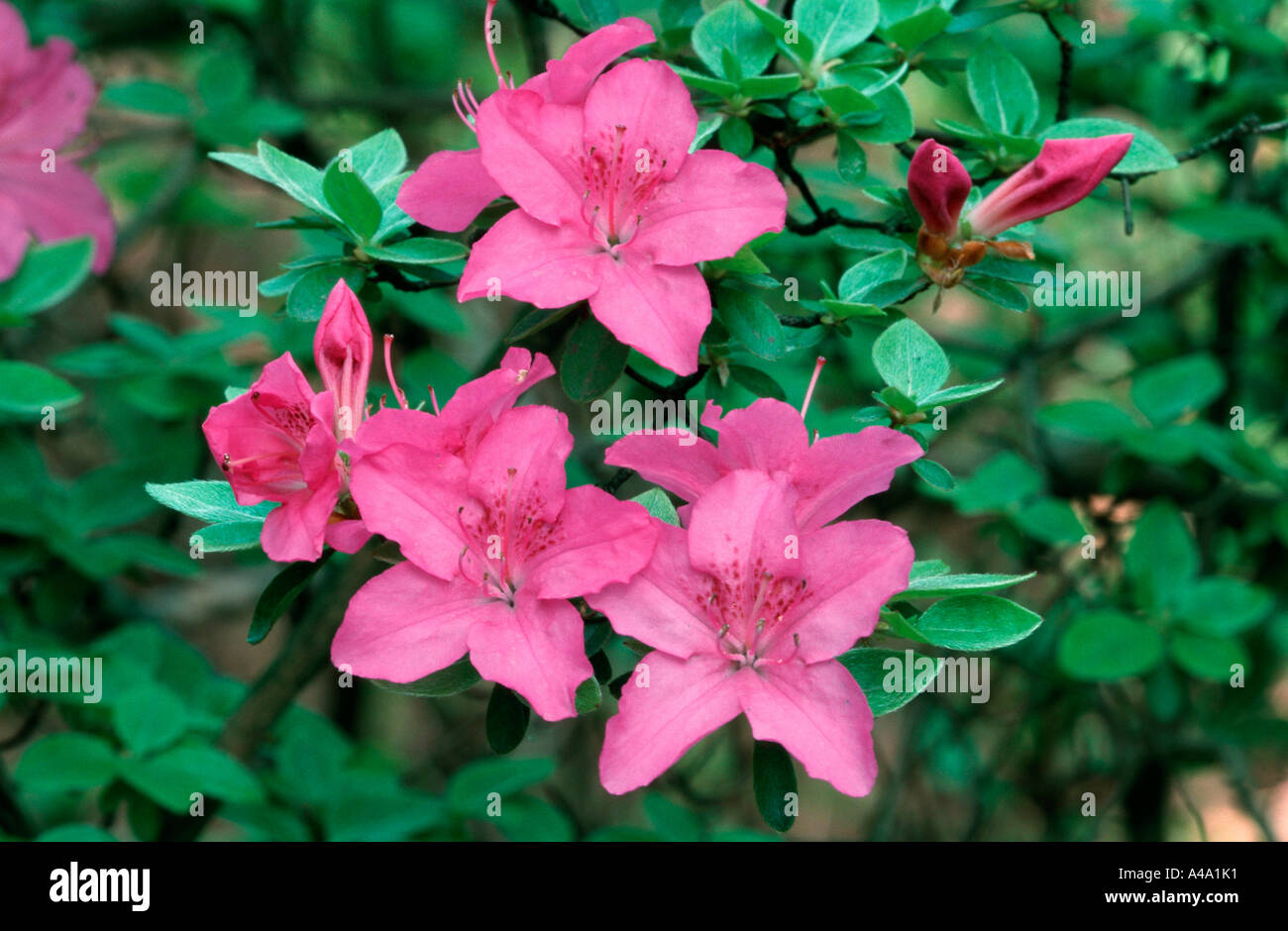 Azalea japonica Banque de photographies et d’images à haute résolution ...