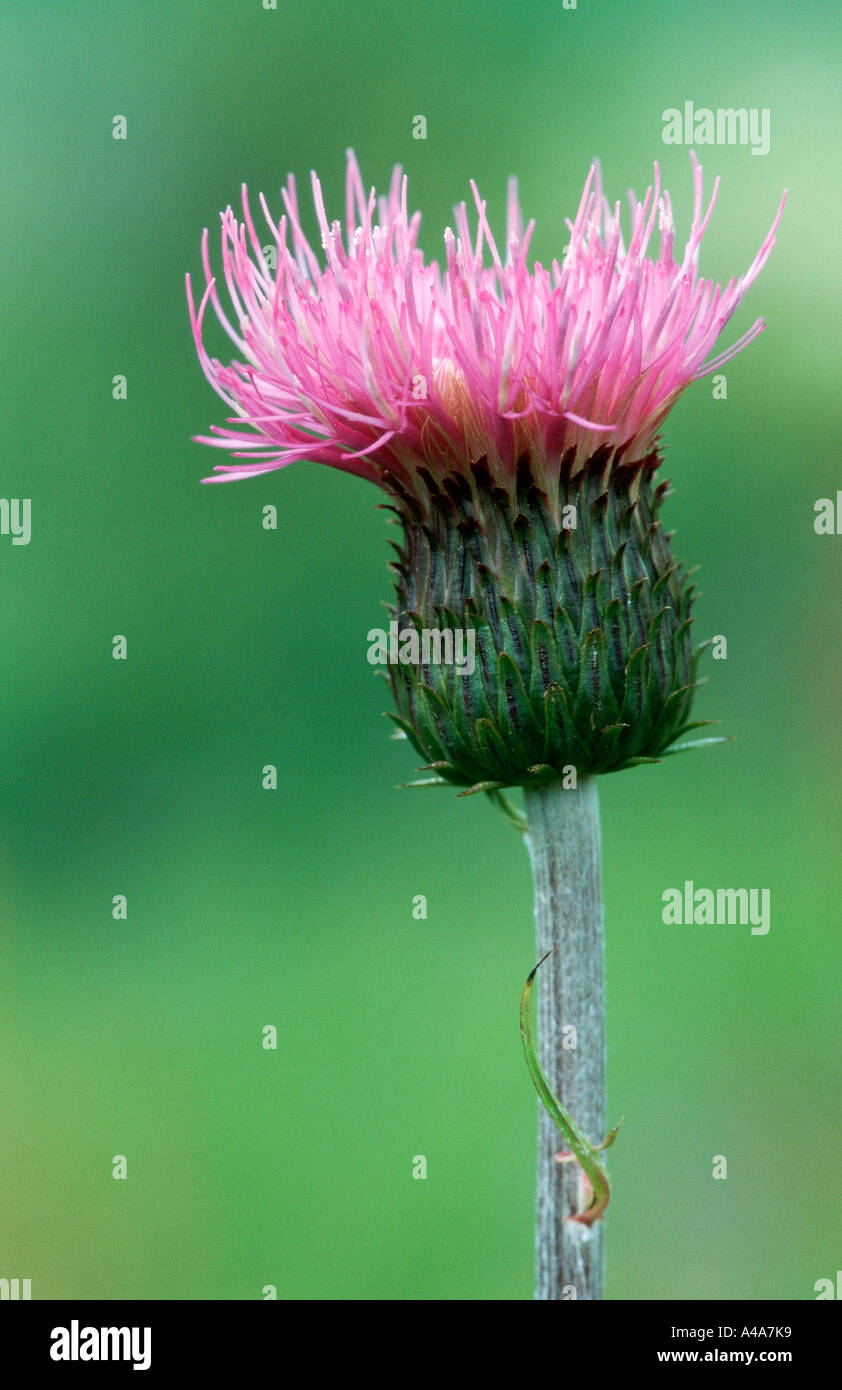 Au chardon Banque de photographies et d’images à haute résolution - Alamy