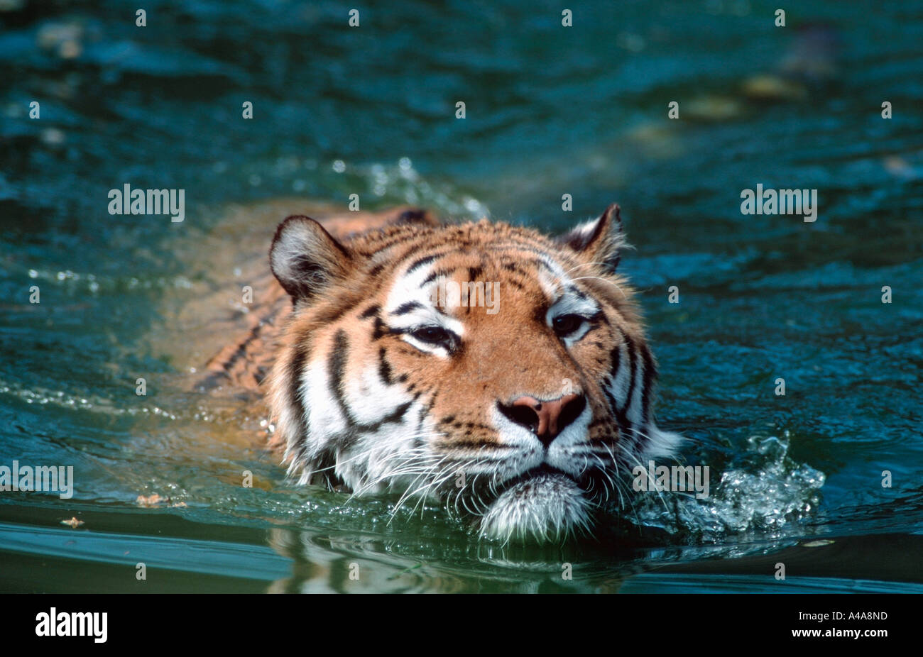 Tigre De Sibérie Banque d'image et photos - Alamy