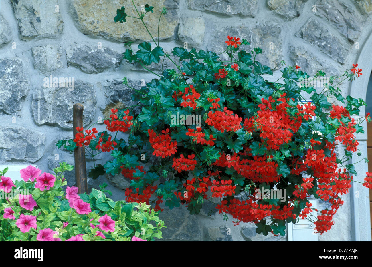 Balcon Géranium Banque d'image et photos - Alamy