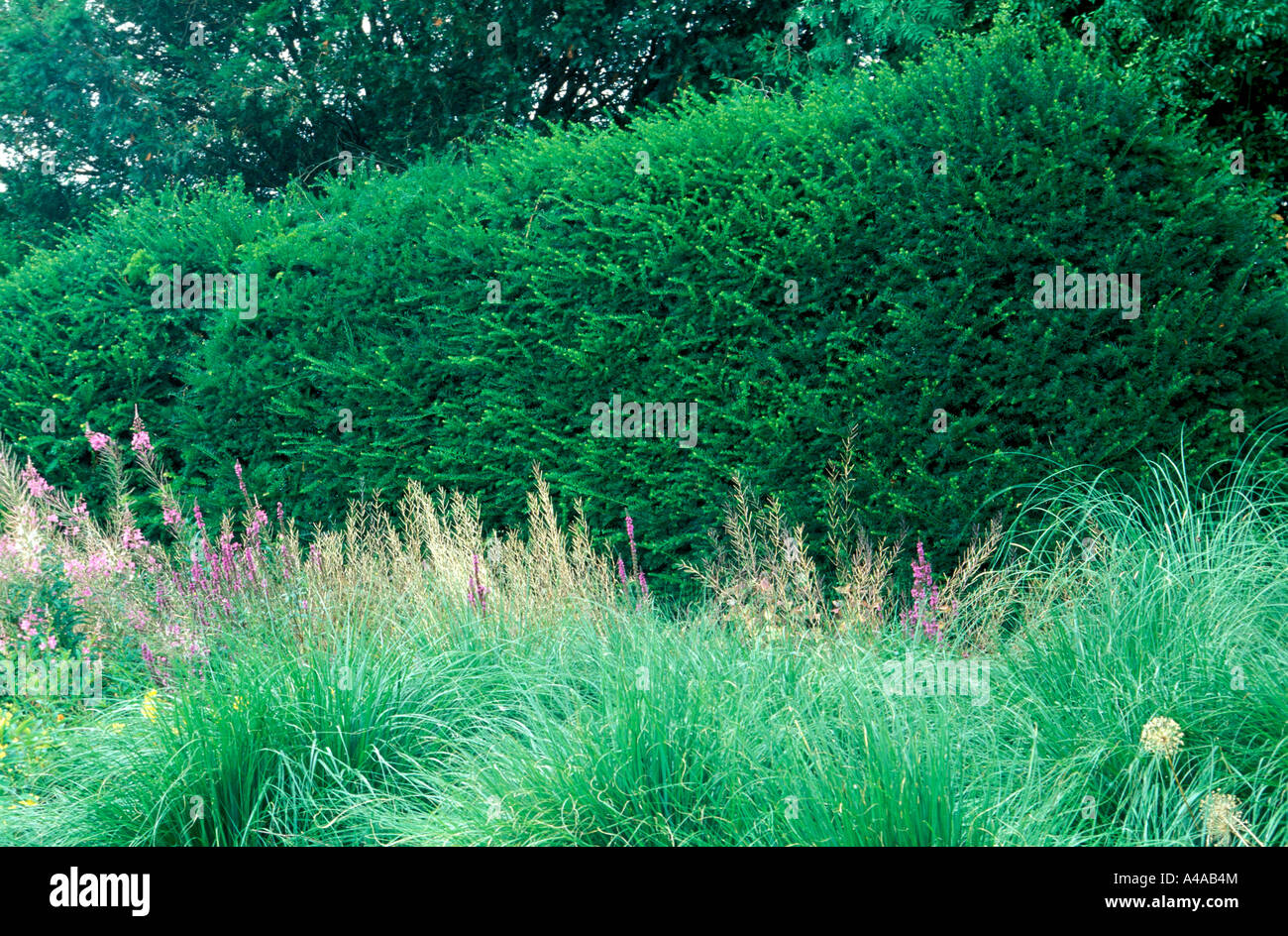 Taxus baccata hedge Banque de photographies et d’images à haute ...