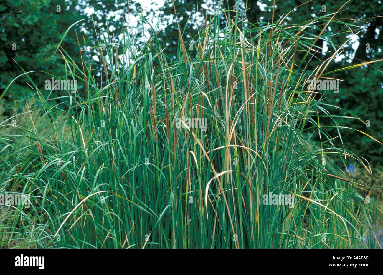 Typha domingensis Banque de photographies et d’images à haute ...