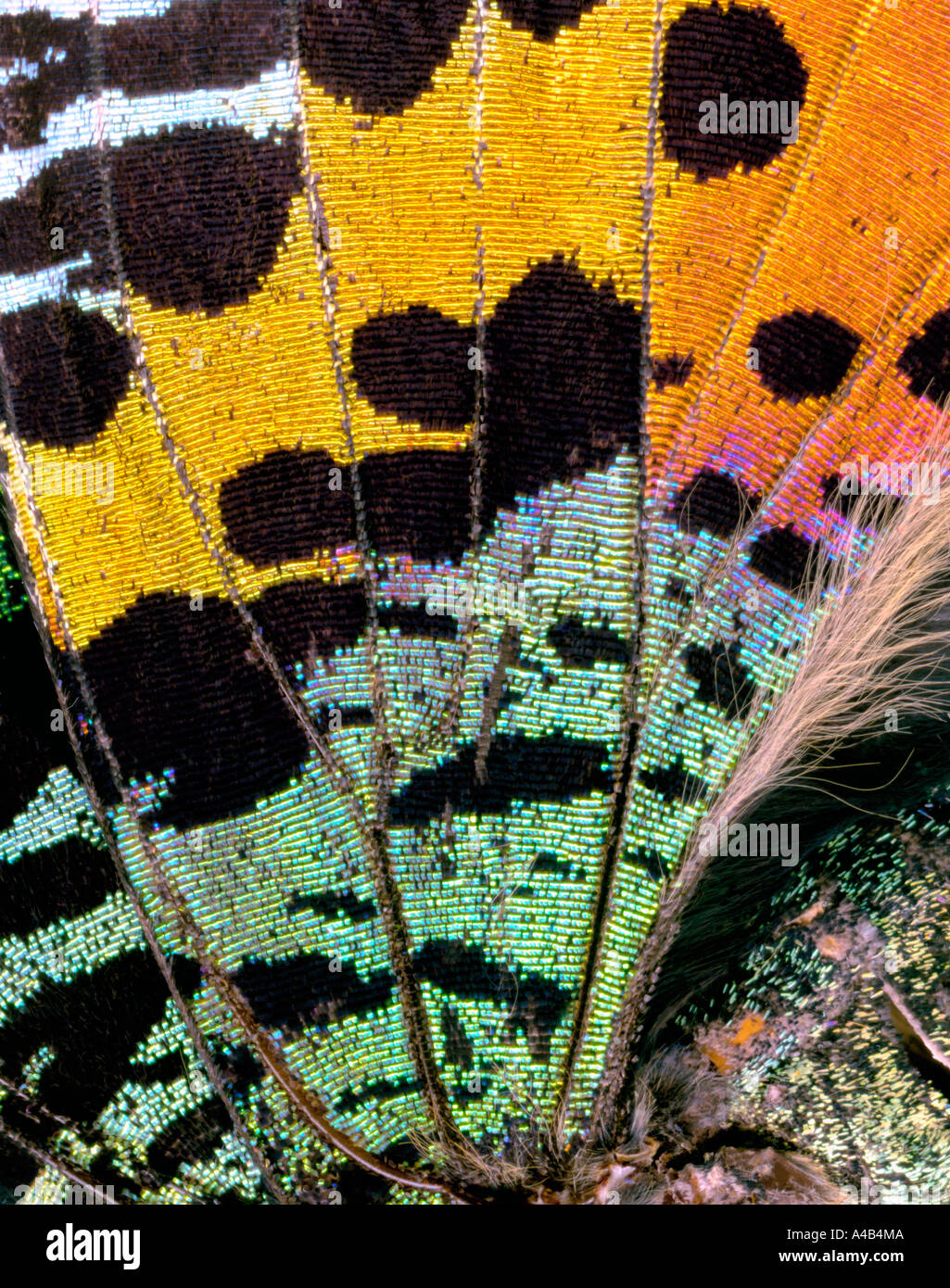 Urania moth Banque de photographies et d’images à haute résolution - Alamy