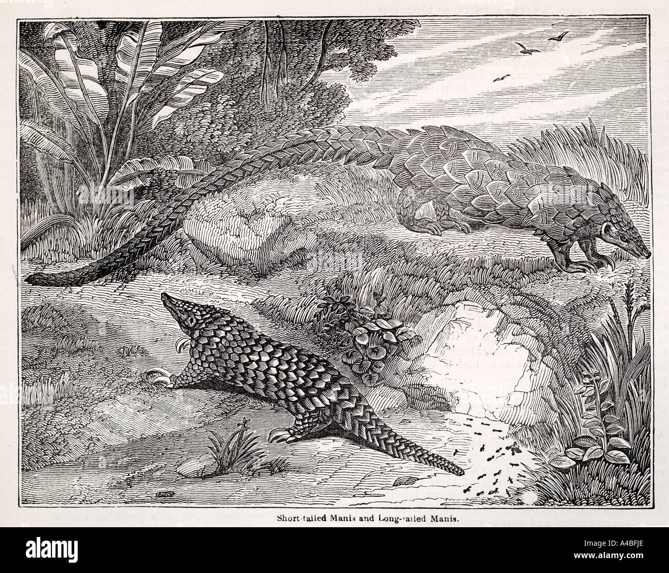 Queue courte et longue manis nature monde naturel des animaux sauvages ...