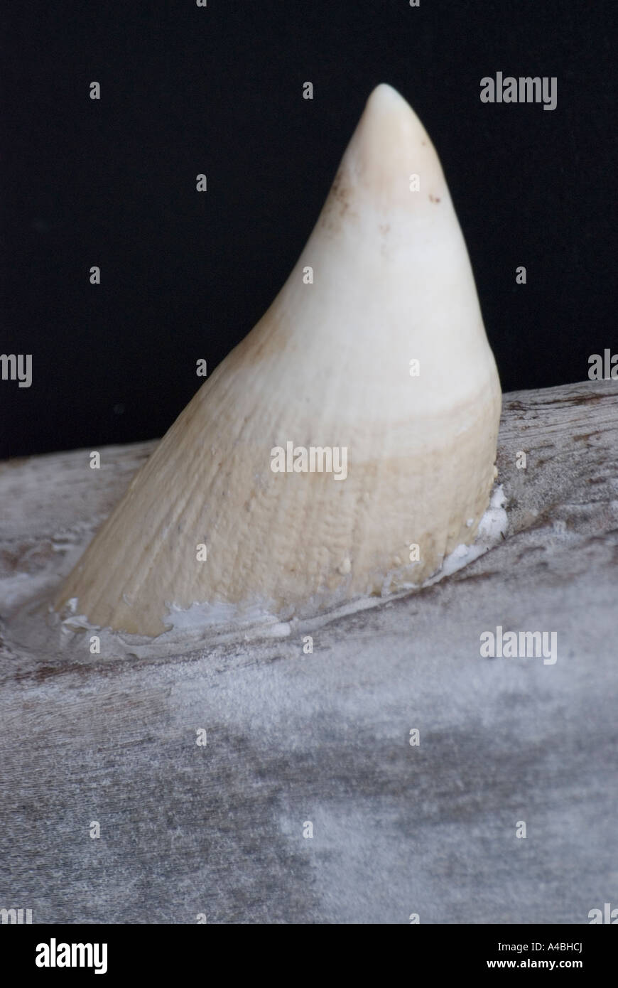 Sperm whale teeth Banque d'image et photos - Alamy