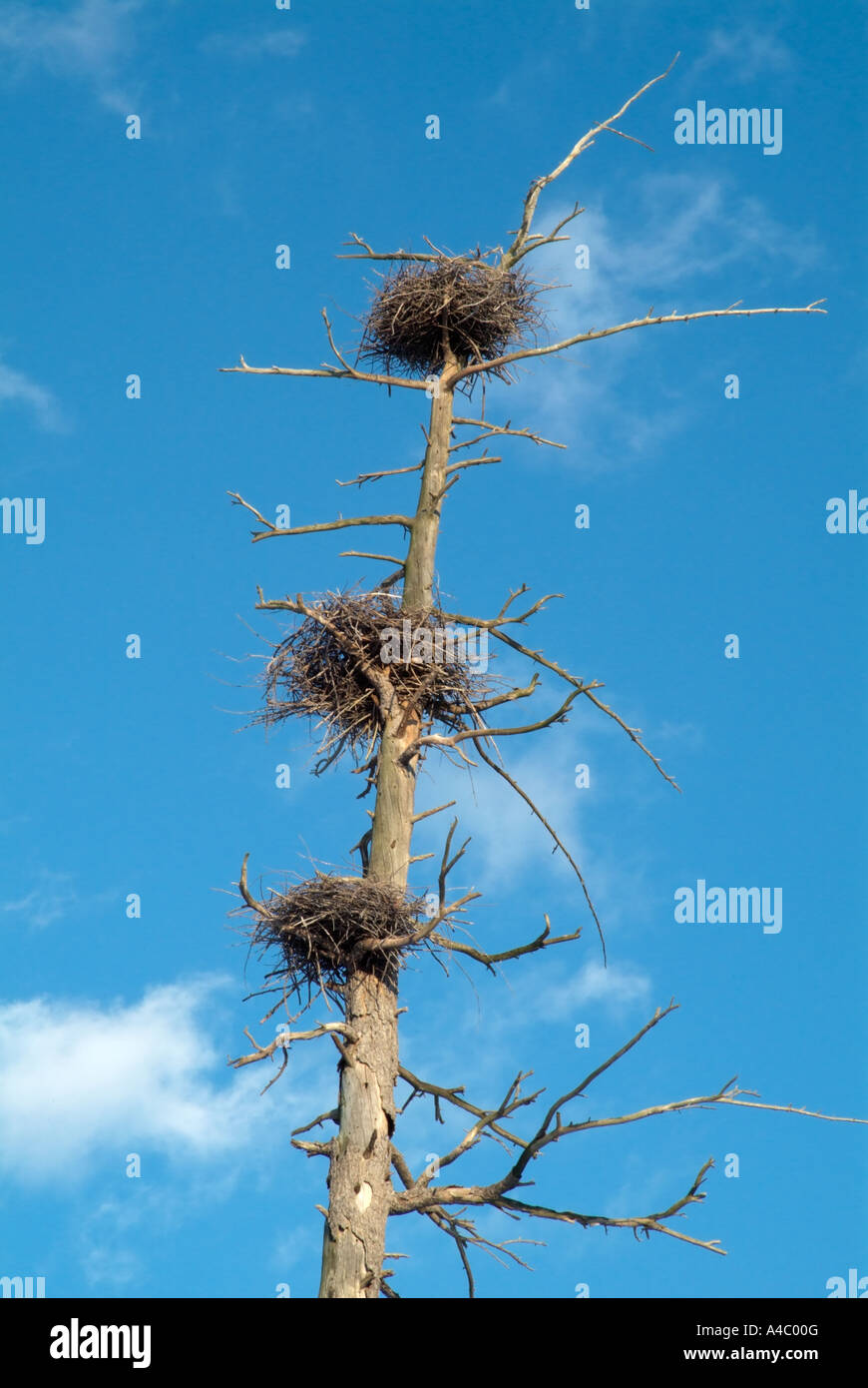 Des nids d'oiseaux dans des arbres Banque de photographies et d’images ...