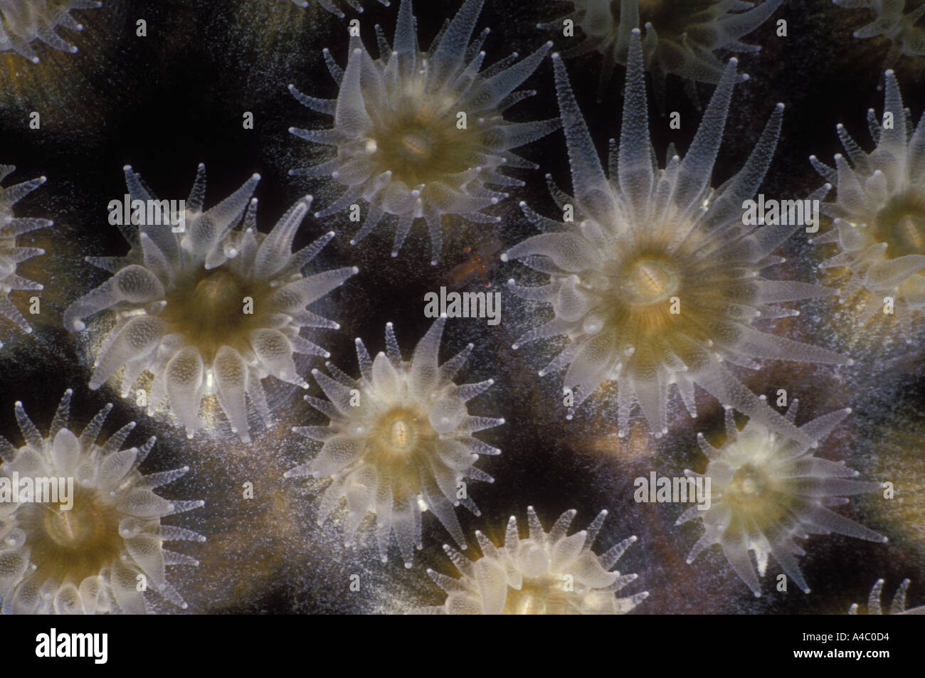 Montastrea cavernosa Banque de photographies et d’images à haute ...