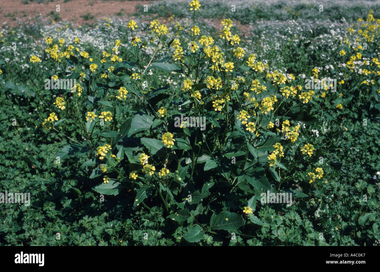 Brassica arvensis Banque de photographies et d’images à haute ...