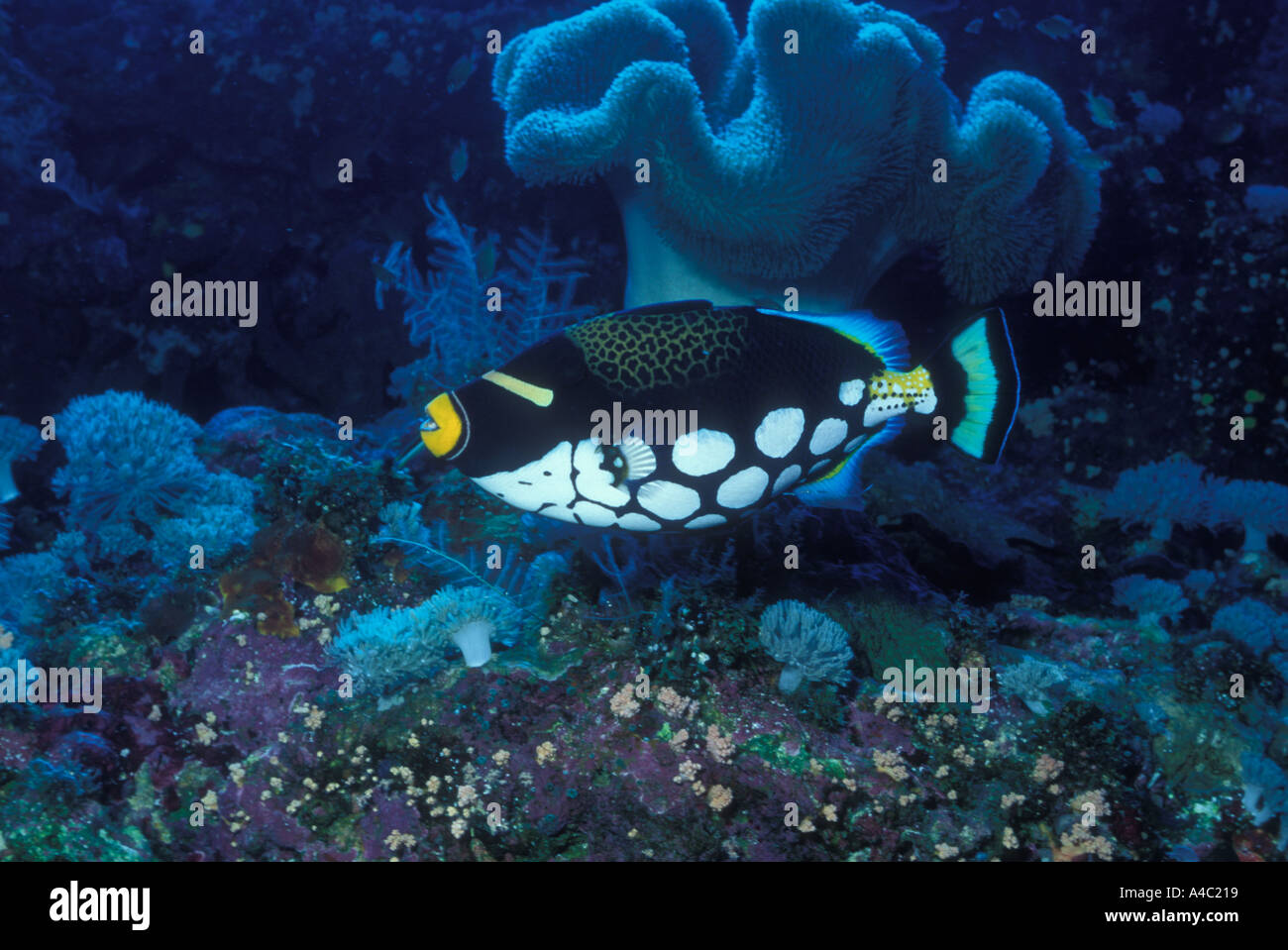 Baliste clown Banque de photographies et d’images à haute résolution ...