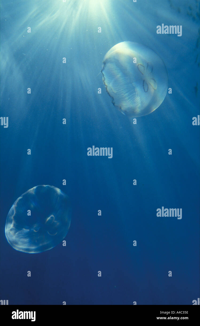 Méduse lune aurelia aurita Banque de photographies et d’images à haute ...