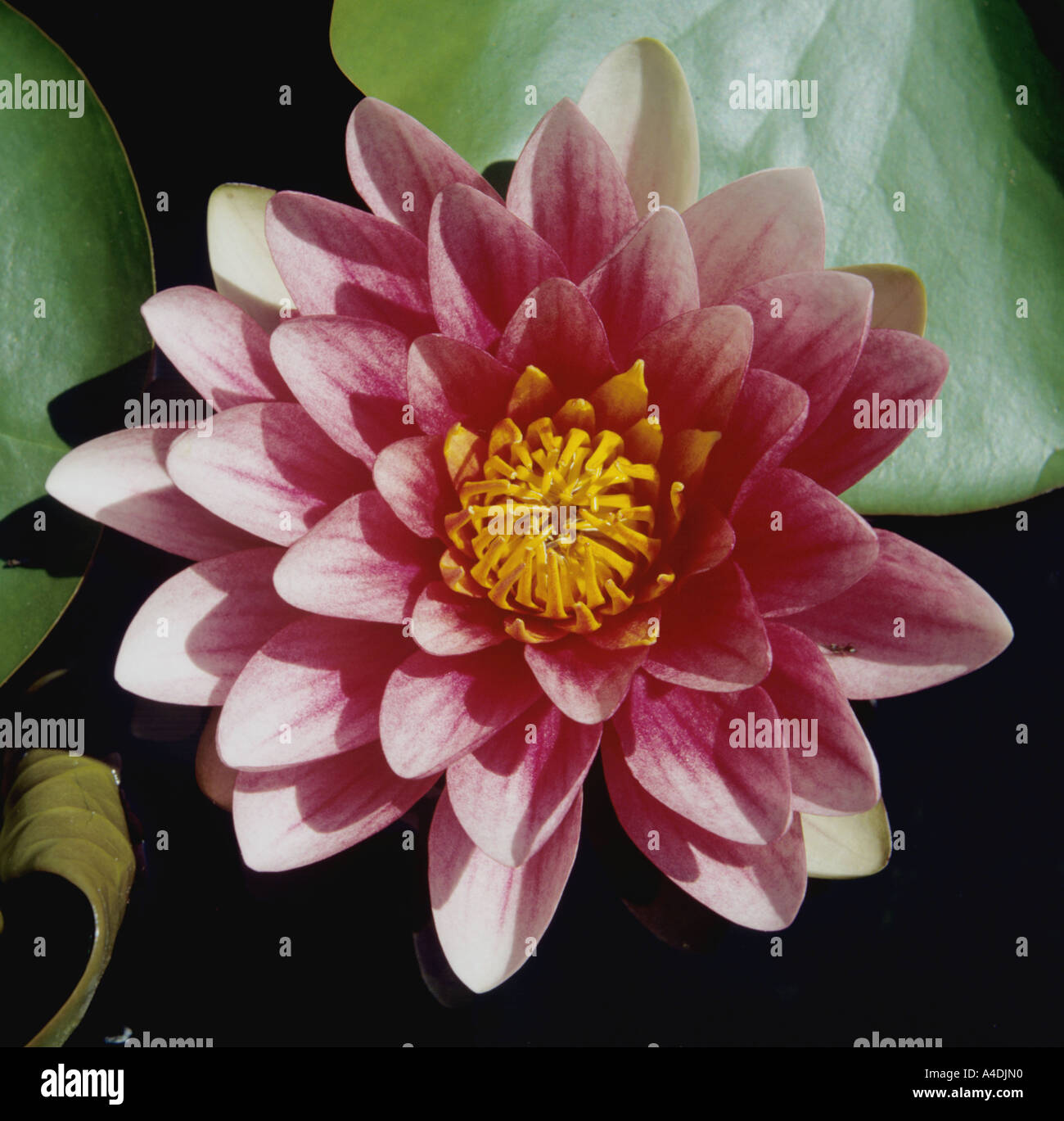 Nymphaea attraction Banque de photographies et d’images à haute résolution - Alamy