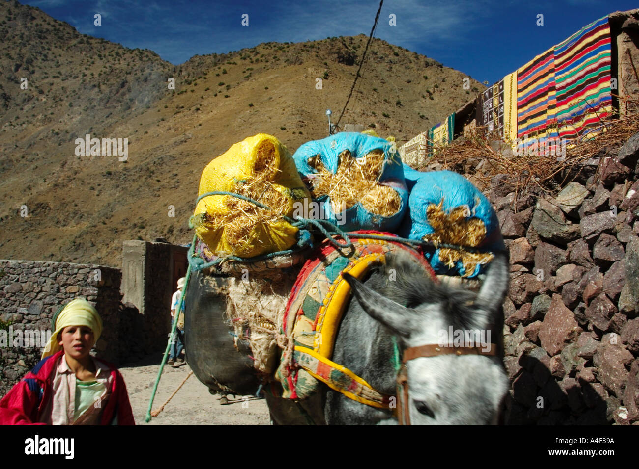 Faune du maroc Banque de photographies et d’images à haute résolution ...