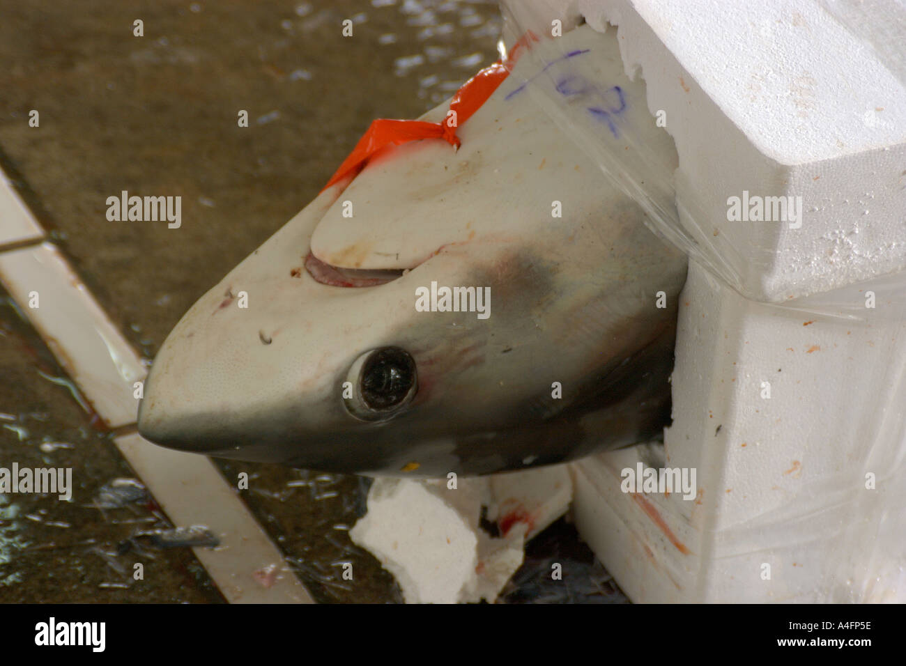 Requins renards Banque de photographies et d’images à haute résolution ...