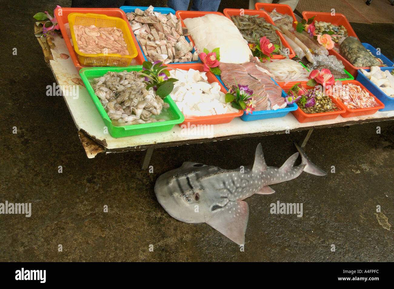 Bowmouth requin poisson-guitare ray Rhina ancylostoma et des fruits de ...