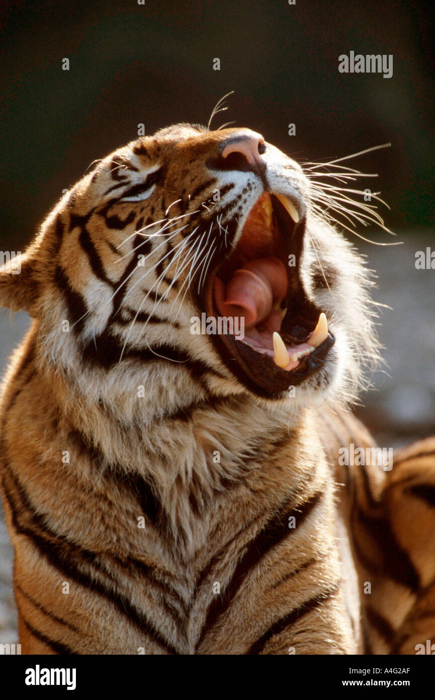 Tigre du Bengale Photo Stock - Alamy