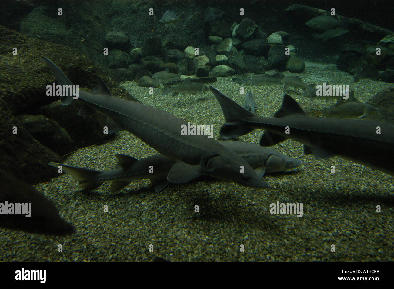 L'Esturgeon noir Acipenser oxyrinchos ocean marine la pêche sportive La ...