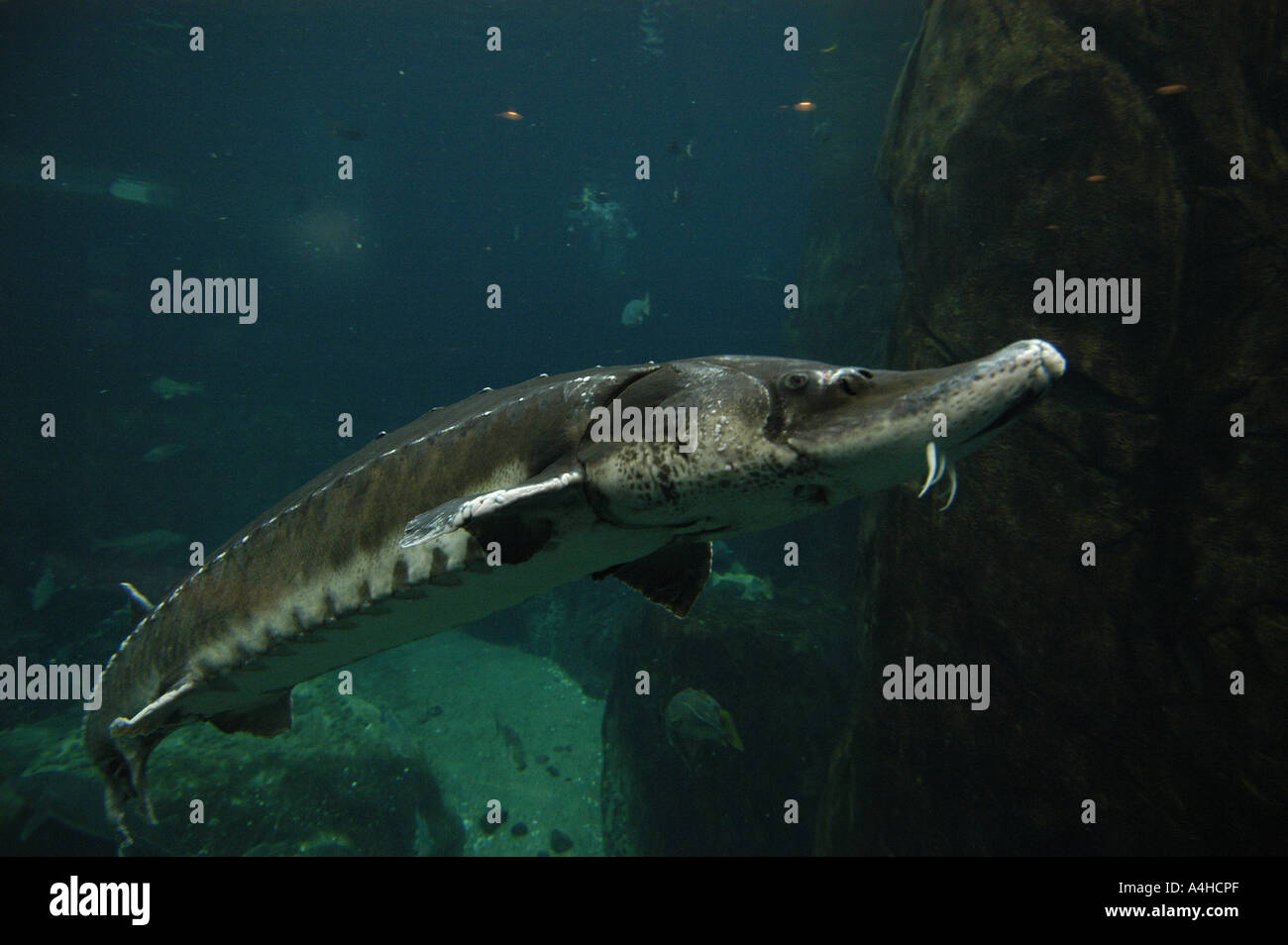 L'Esturgeon noir Acipenser oxyrinchos ocean marine la pêche sportive La ...