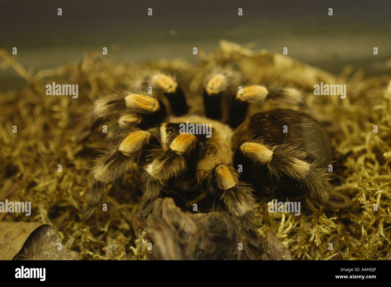 La masse de Redknee Mexican tarantula Brachypelma smithii poisson ...
