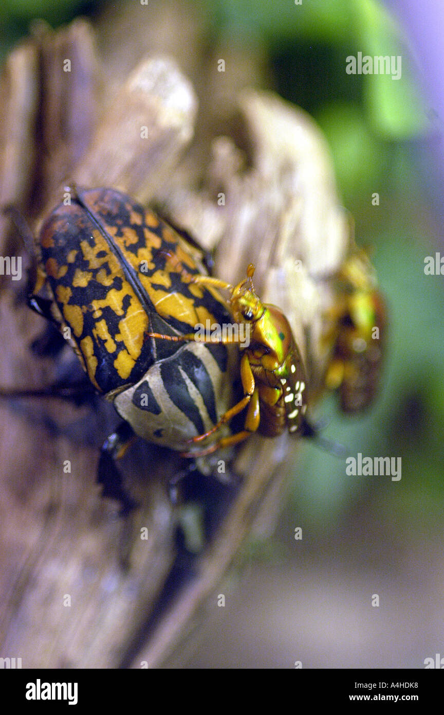Flower Beetle Stephanorrhina princeps Afrique Tanzanie coloré insecte ...