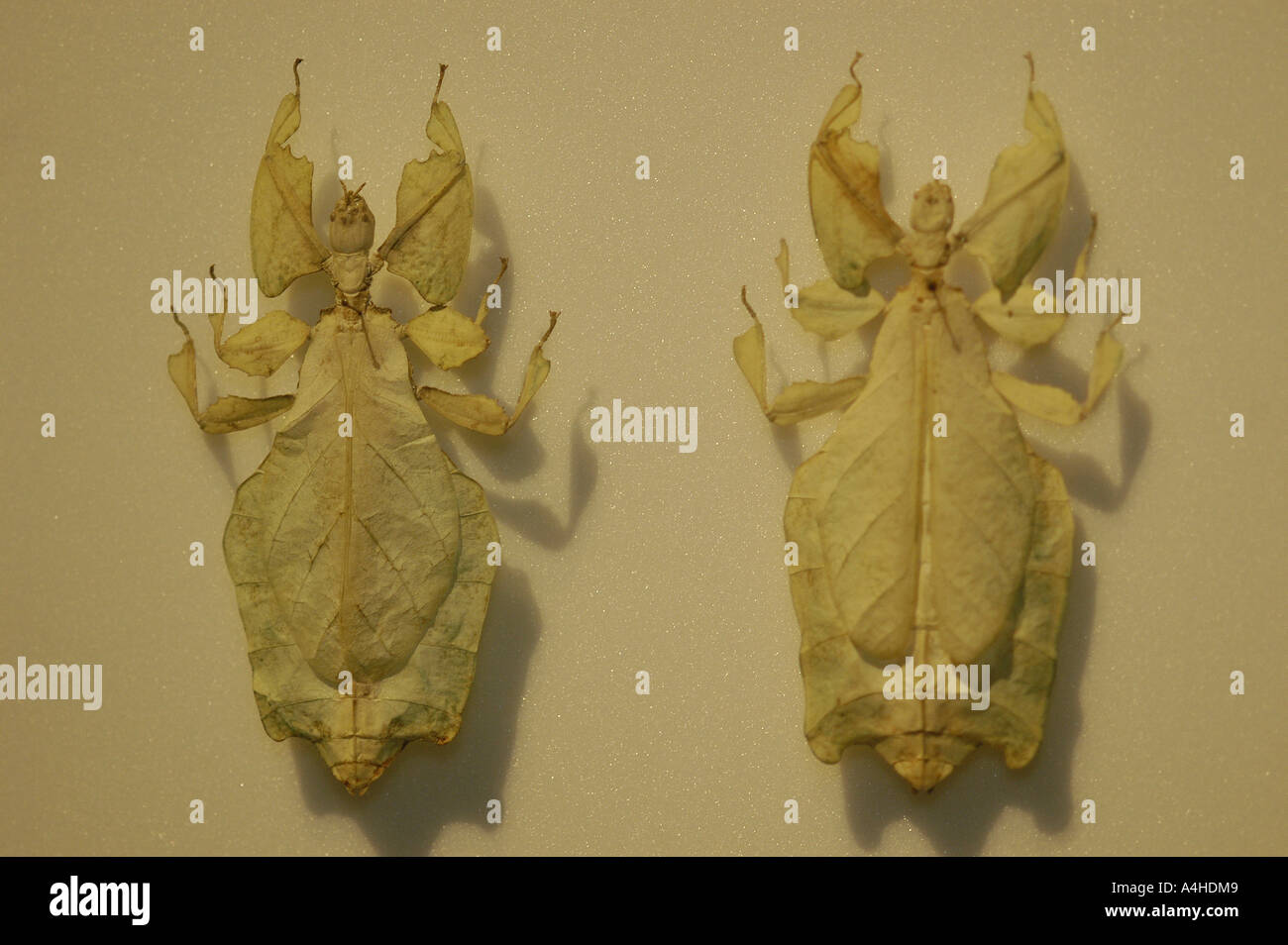 Insectes feuilles Asie Philippines Phyllidae mimétisme camo camouflage ...