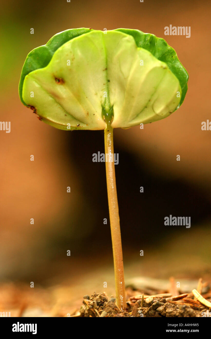 Beech tree seed Banque de photographies et d’images à haute résolution ...
