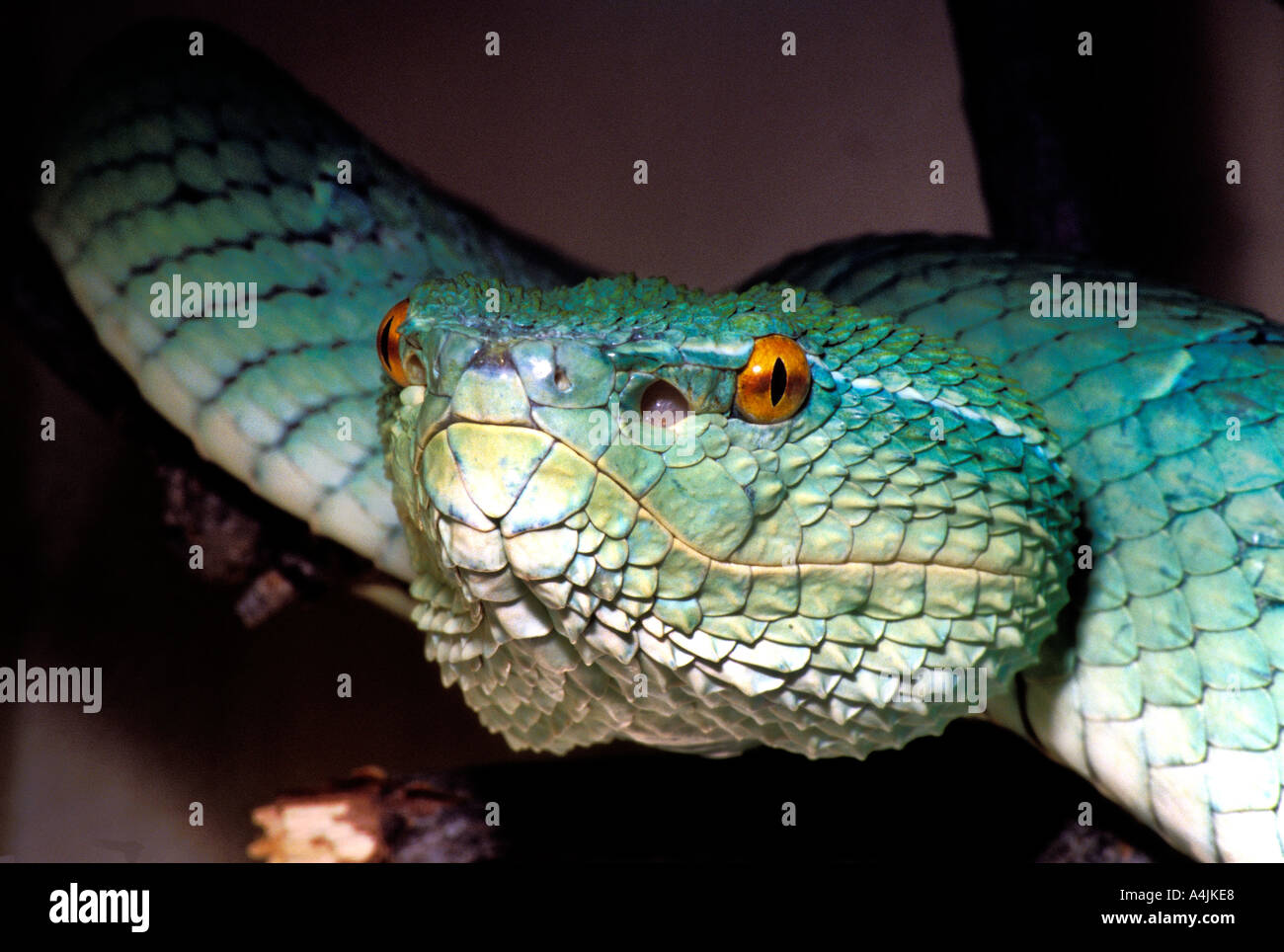 Rhinoceros viper poisonous snake Banque de photographies et d’images à ...