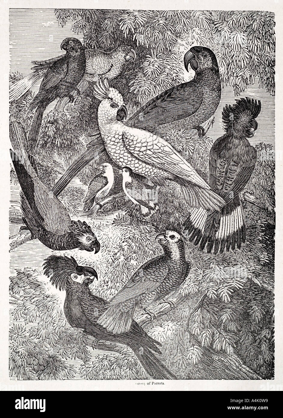 Mouche pondeuse Banque de photographies et d’images à haute résolution ...