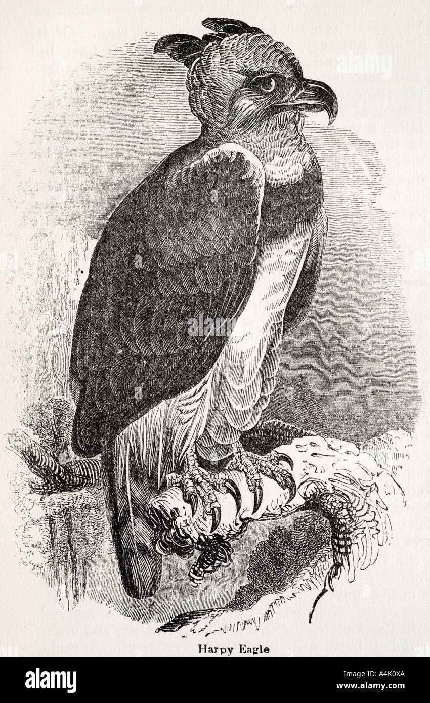 Harpie oiseau Banque de photographies et d’images à haute résolution ...